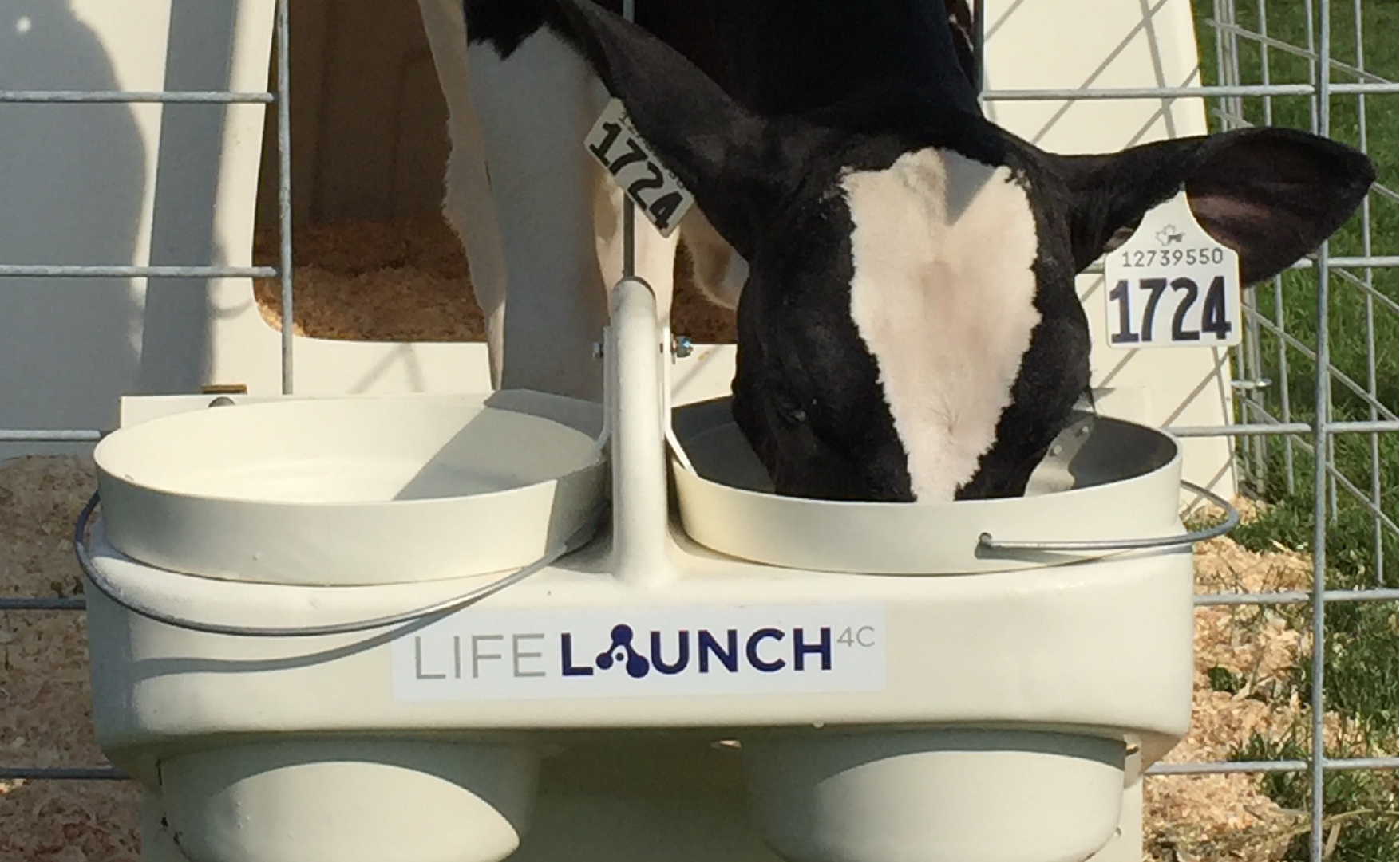 Calf Nutrition - Grand Valley Fortifiers