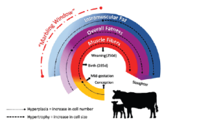Vitamin A enriched diet at late gestation affects intramuscular fat ...